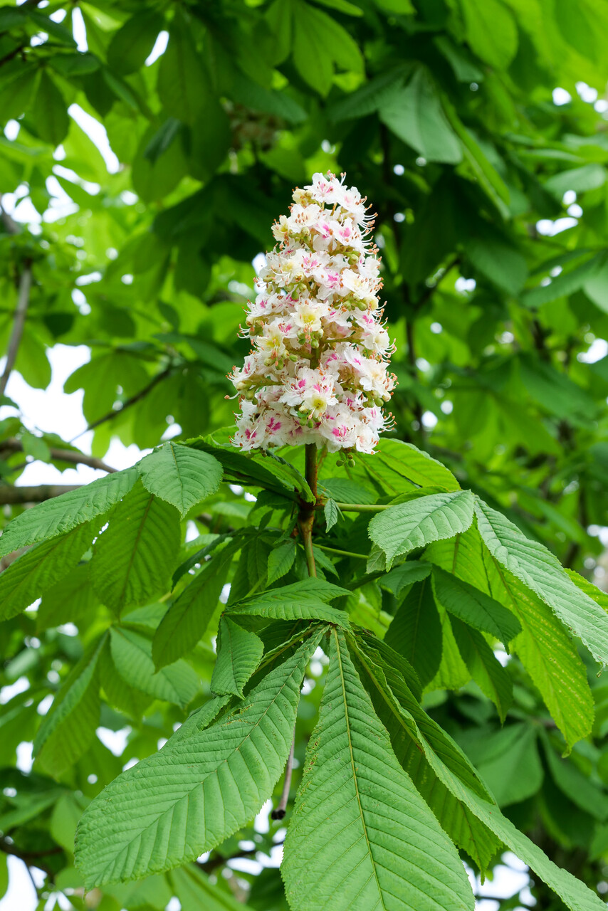Aesculus hippocastanum TREEVOLUTION ‘Cyrilles Clean’ PBR - Van den Berk Nurseries